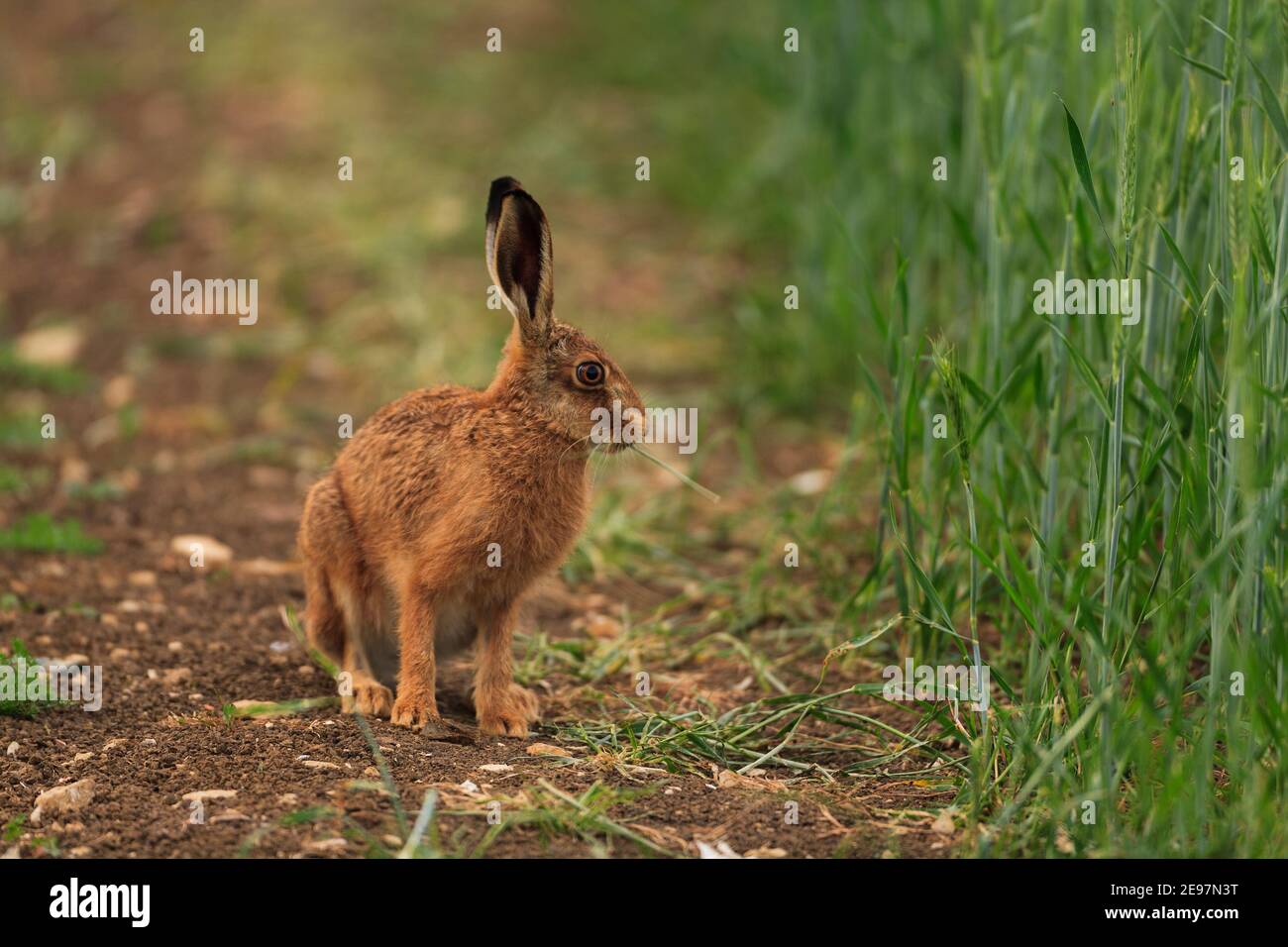 Lone hare hi-res stock photography and images - Alamy