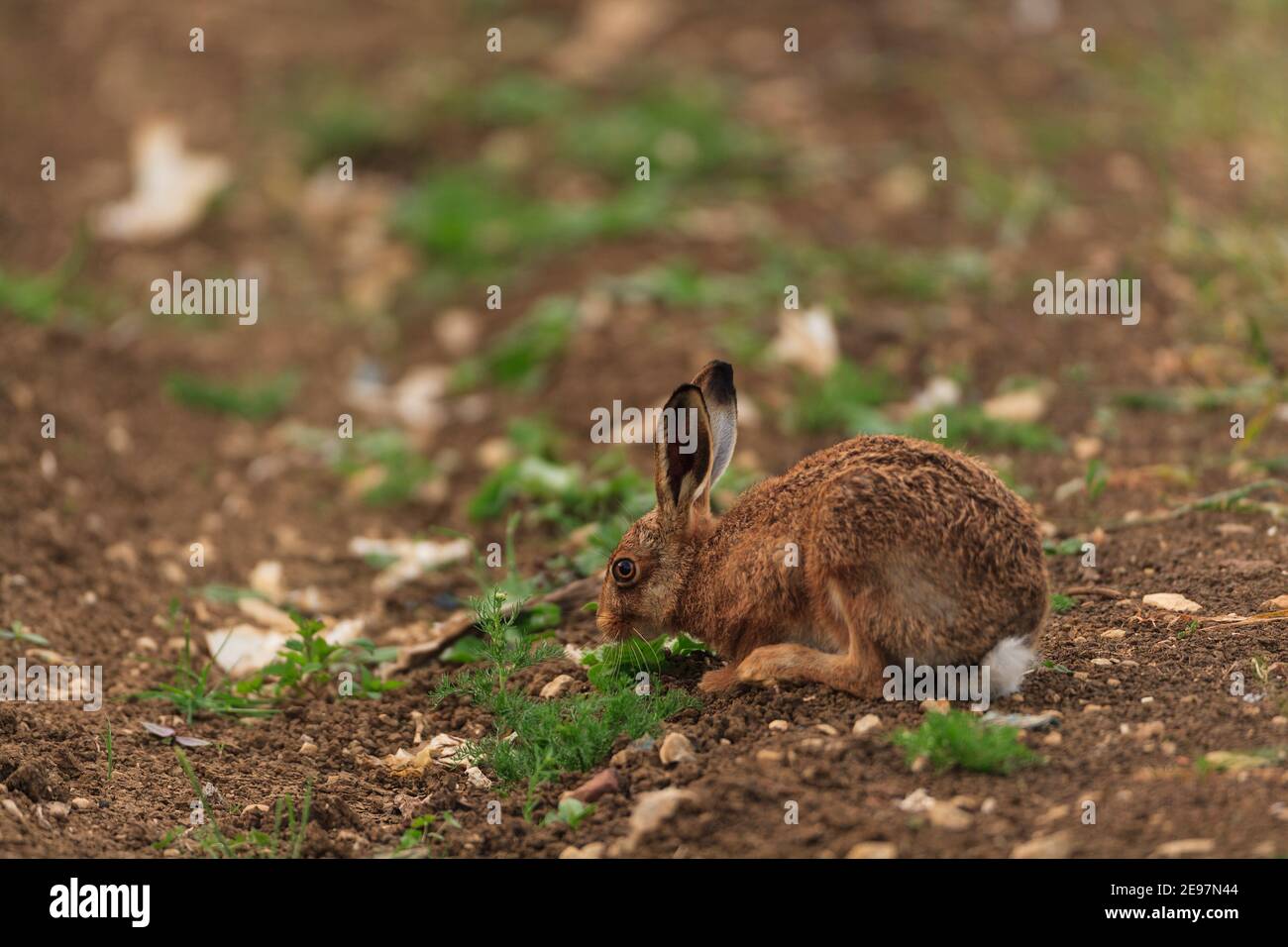 Brown hare natural habitat hi-res stock photography and images - Alamy