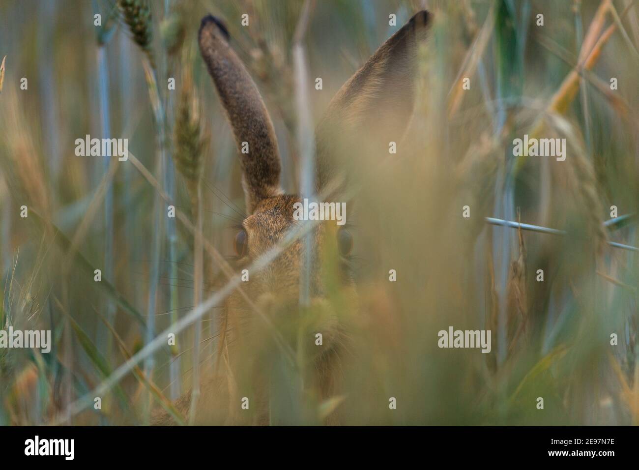 Brown Hare in their natural habitat Stock Photo - Alamy