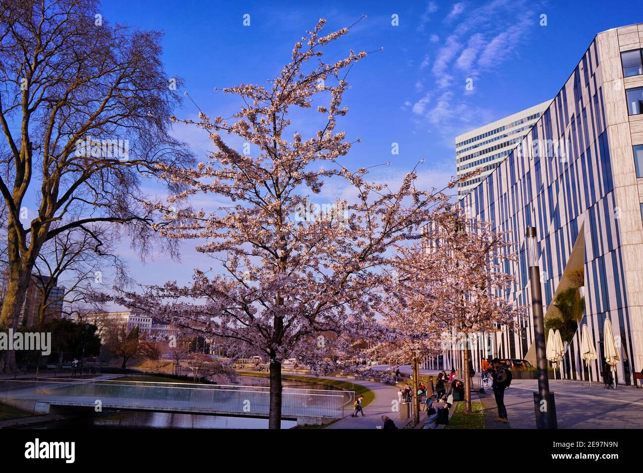 Japanese cherry blossom park hi-res stock photography and images - Alamy