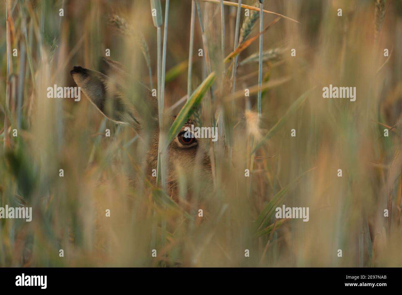 Brown Hare in their natural habitat Stock Photo - Alamy