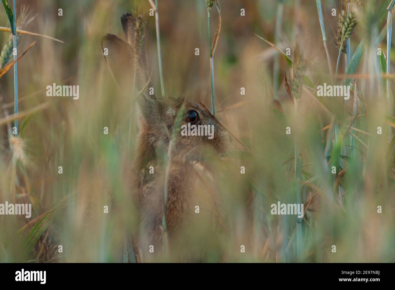 Brown Hare in their natural habitat Stock Photo - Alamy
