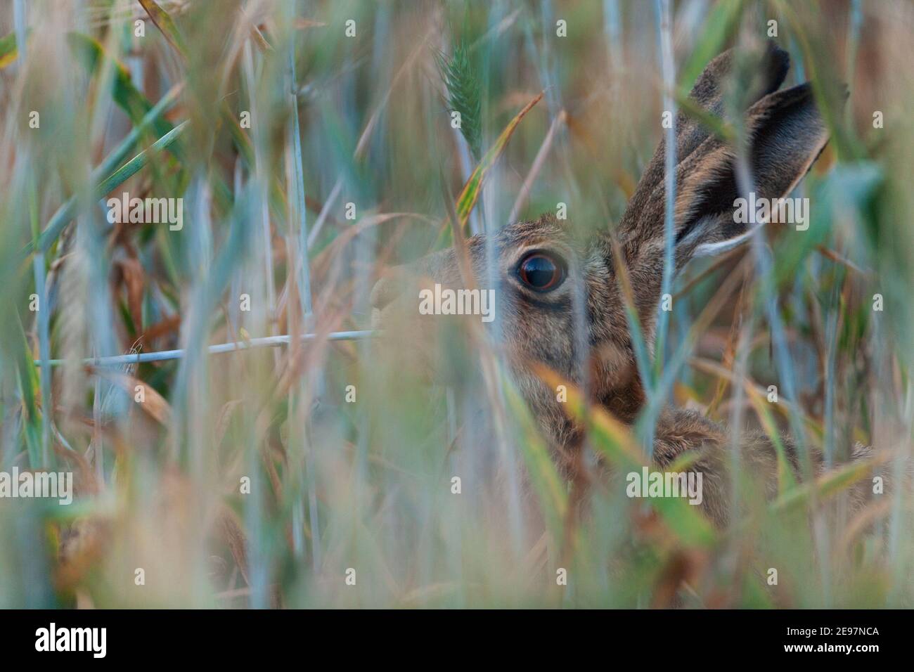 Brown Hare in their natural habitat Stock Photo - Alamy