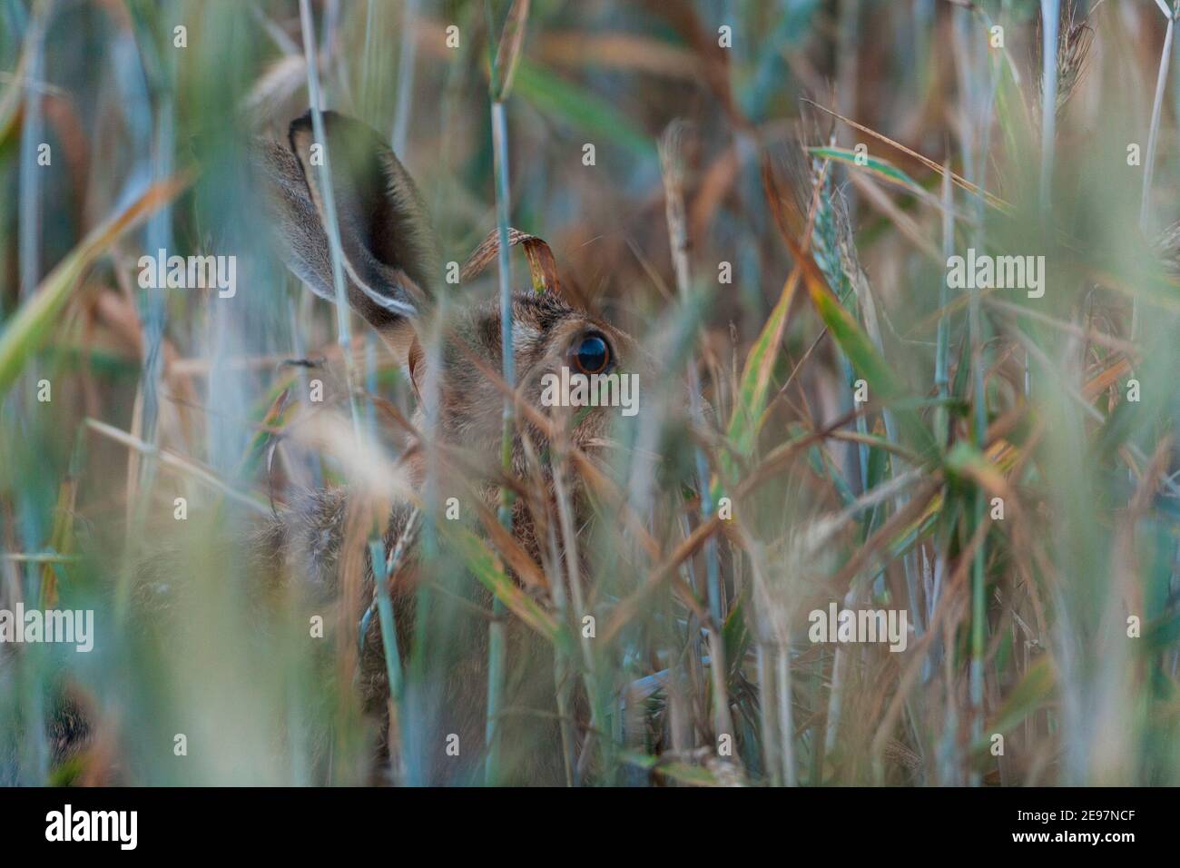 Brown Hare in their natural habitat Stock Photo - Alamy