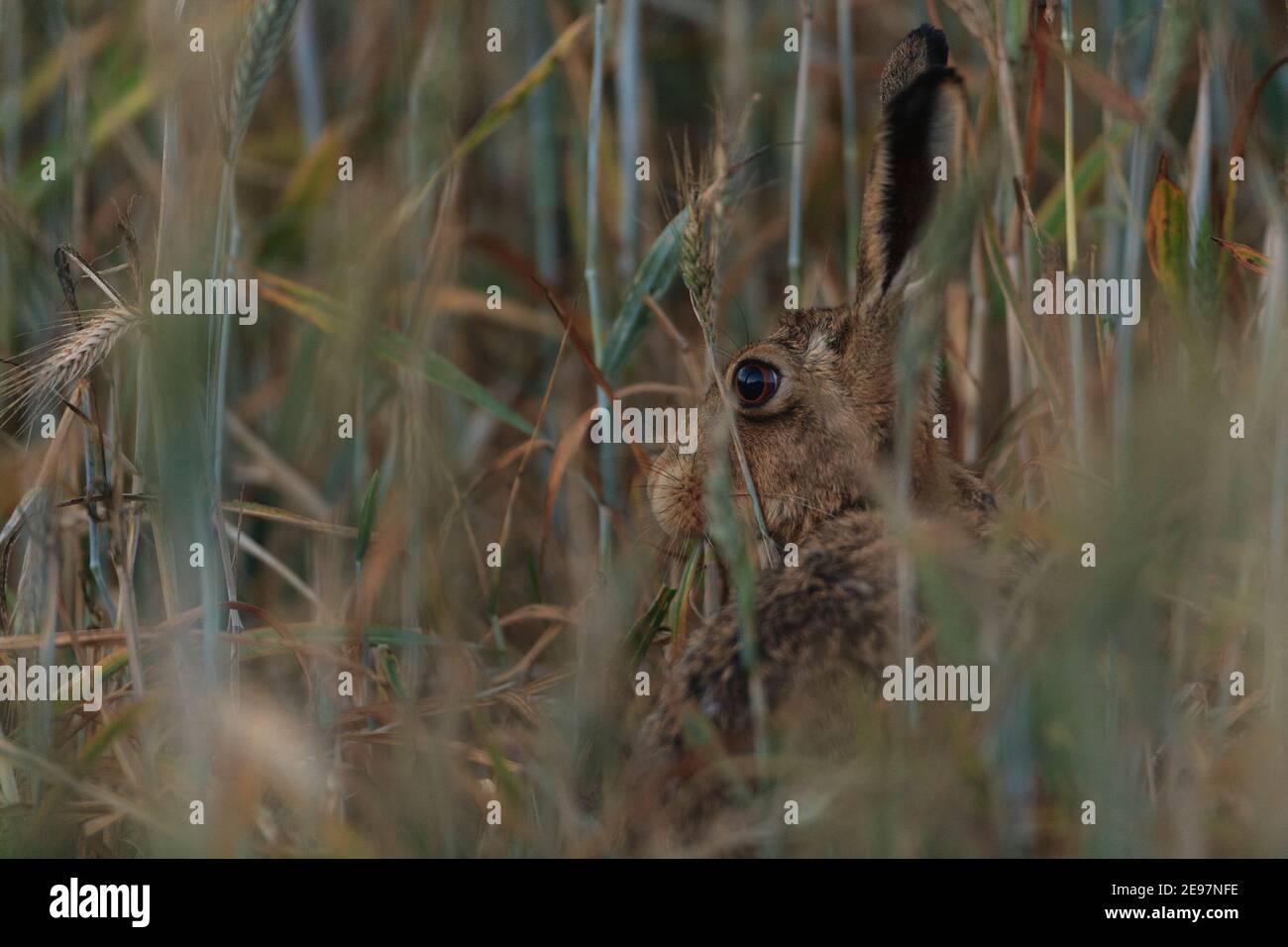Brown Hare in their natural habitat Stock Photo - Alamy