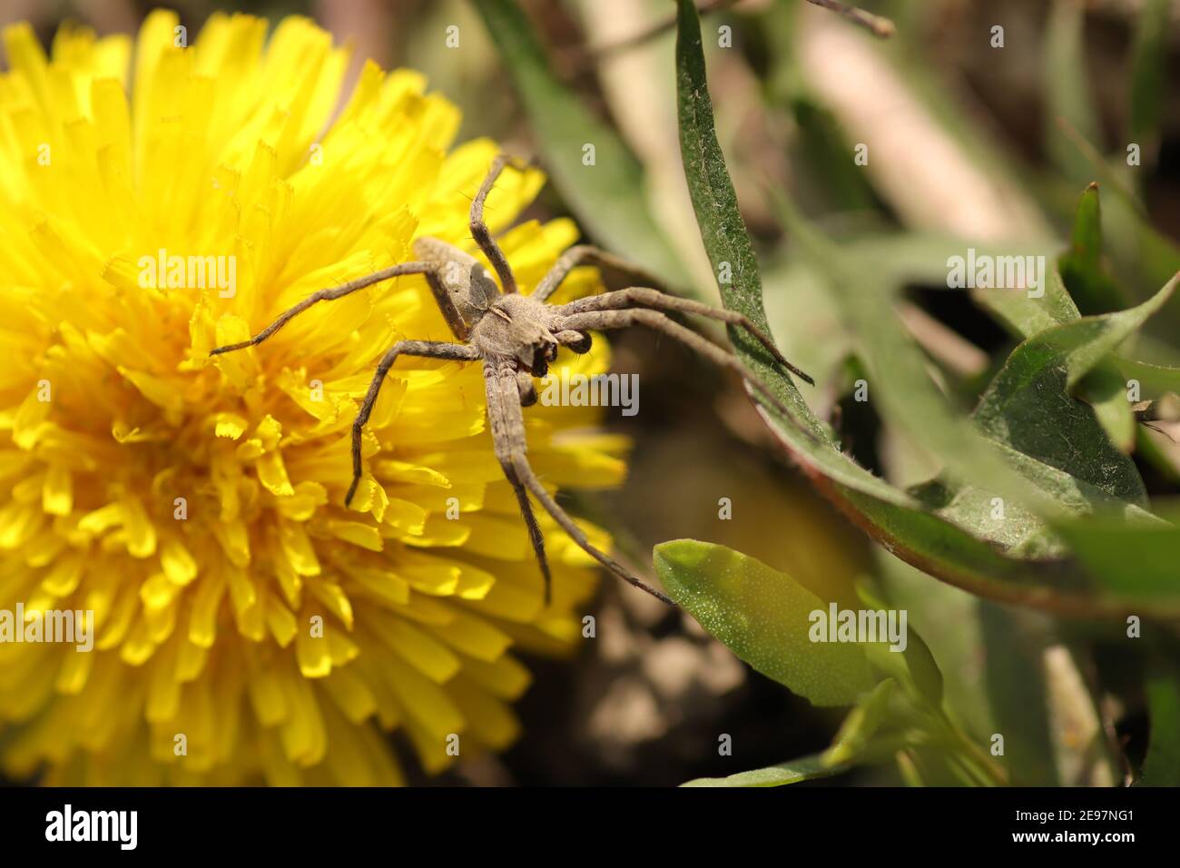 Gray spider hi-res stock photography and images - Alamy