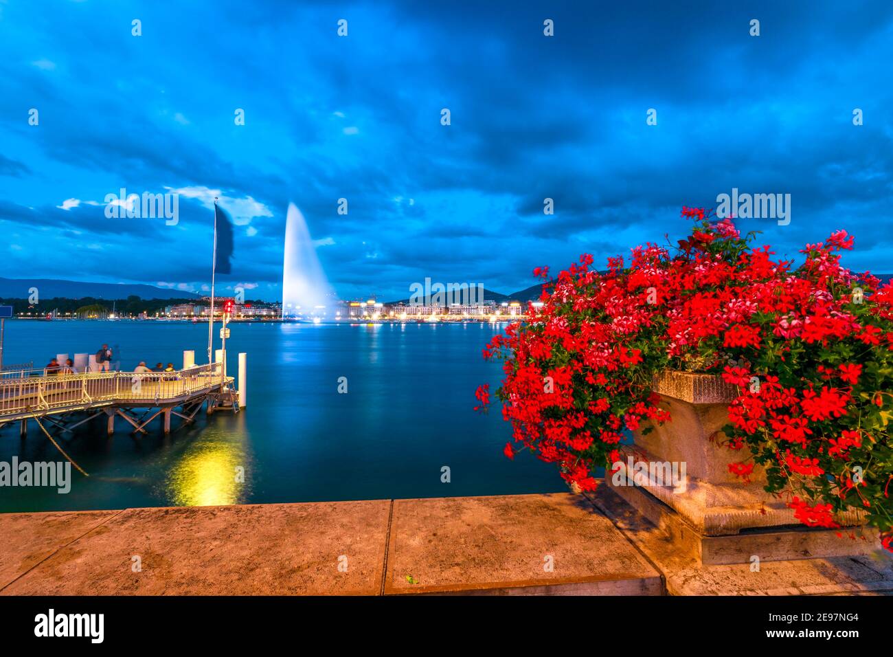Close up of flowering geraniums of the Paquis with night view of Jet d ...