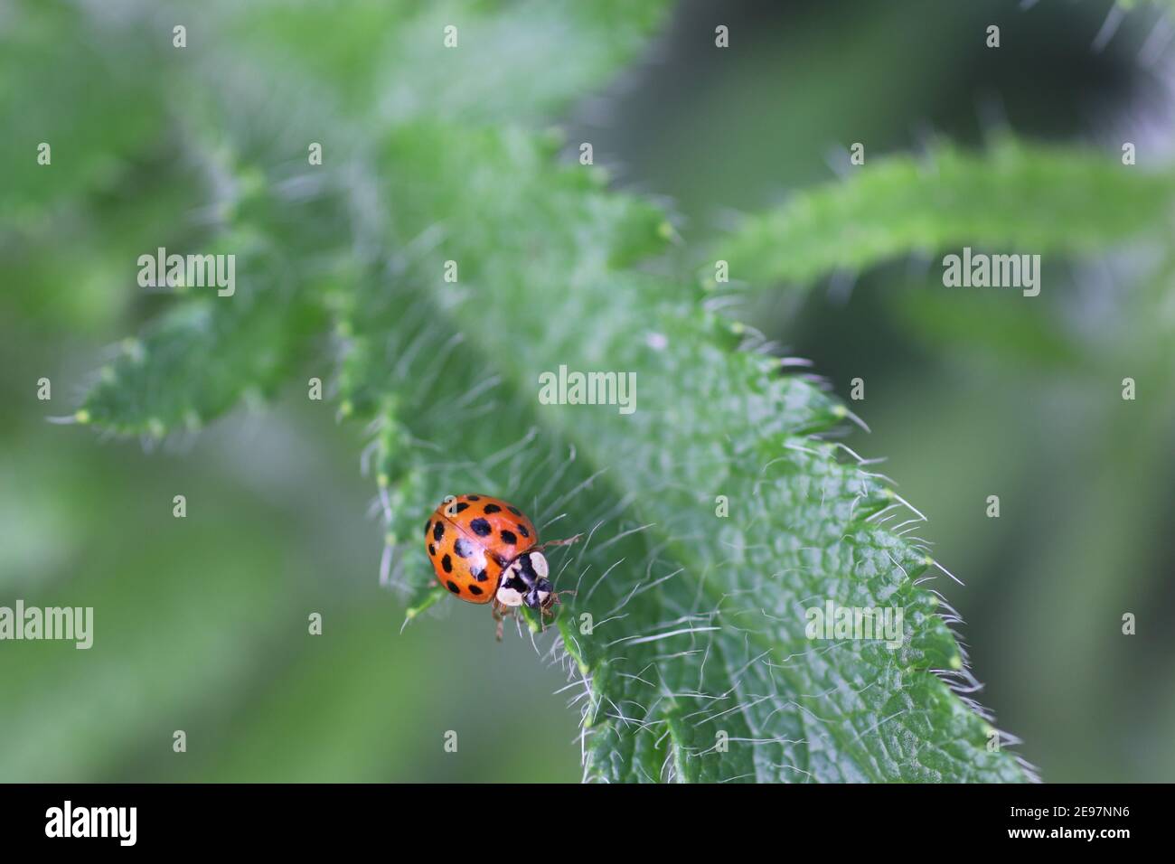 on a sunny day, a red ladybug walks on fluffy green leaves Stock Photo ...