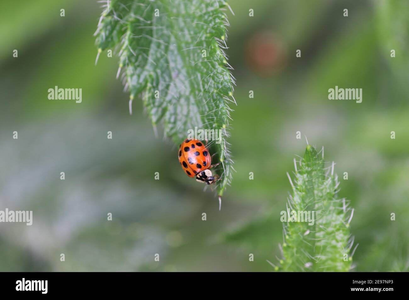 on a sunny day, a red ladybug walks on fluffy green leaves Stock Photo ...