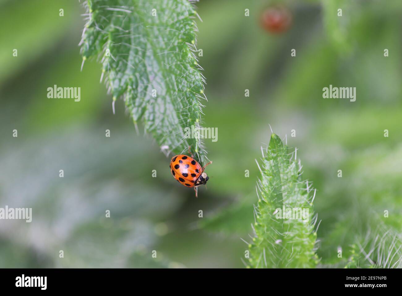 on a sunny day, a red ladybug walks on fluffy green leaves Stock Photo ...