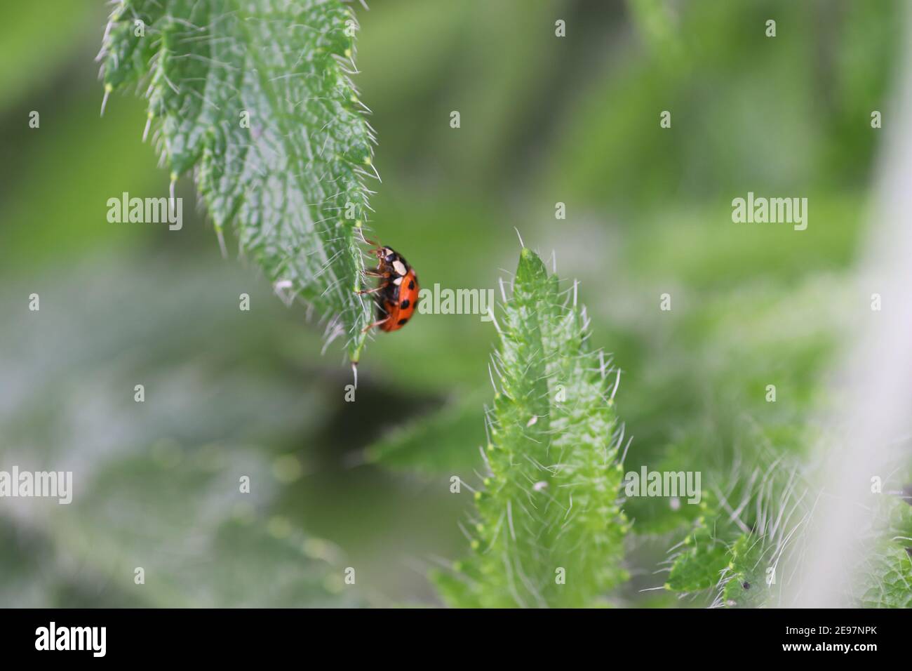 on a sunny day, a red ladybug walks on fluffy green leaves Stock Photo ...