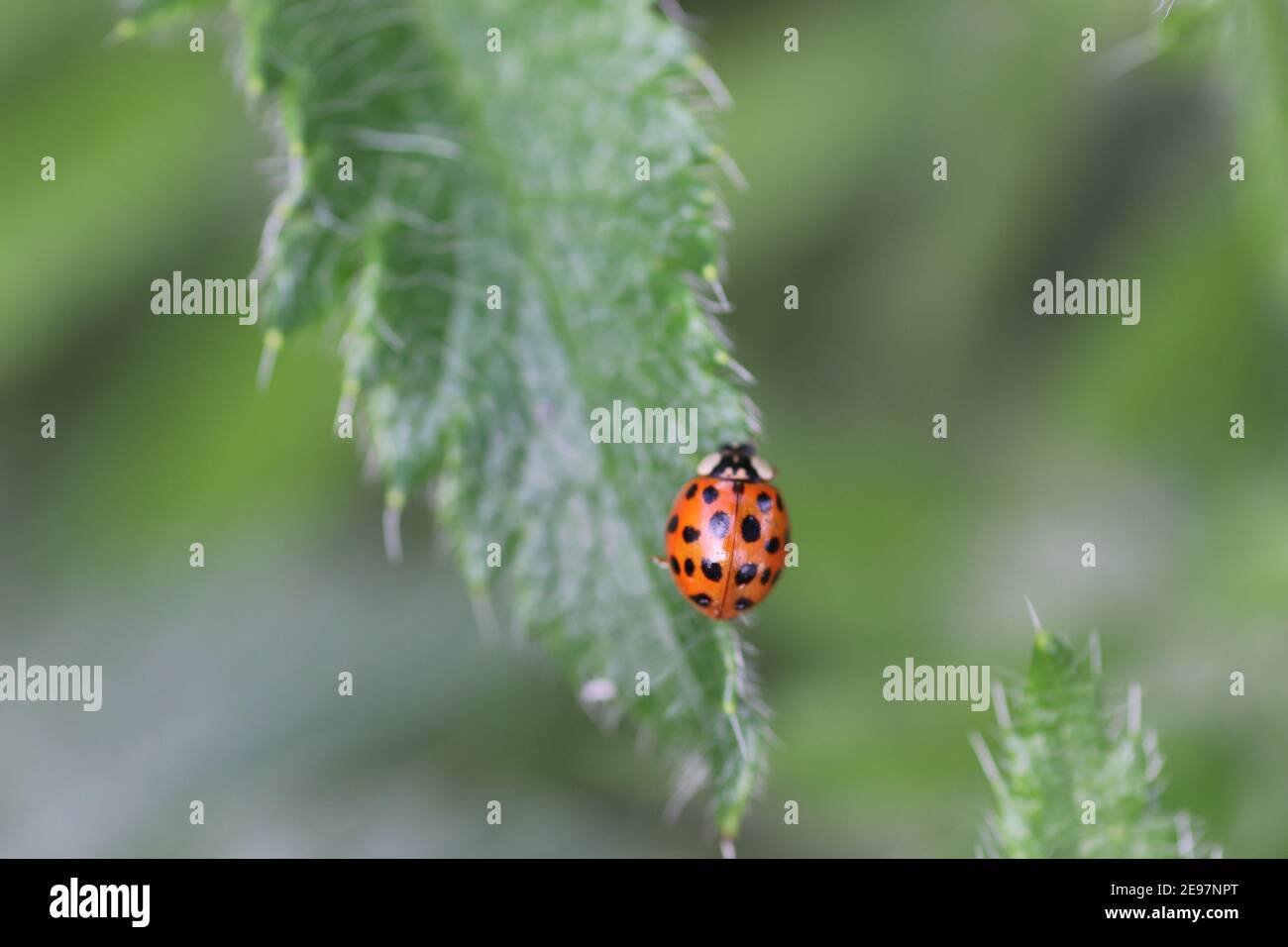 on a sunny day, a red ladybug walks on fluffy green leaves Stock Photo ...