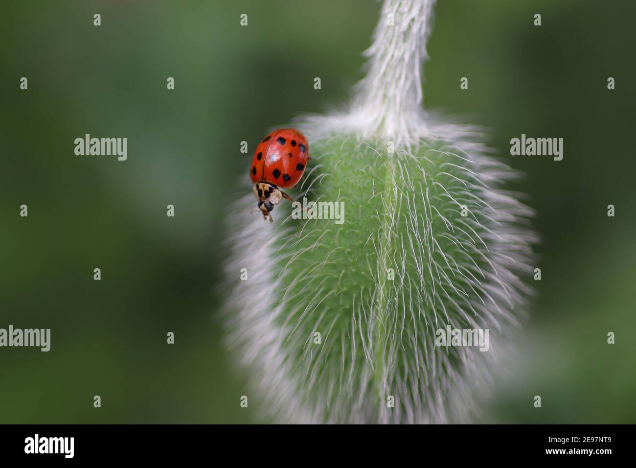 on a sunny day, a red ladybug walks on fluffy green leaves Stock Photo ...