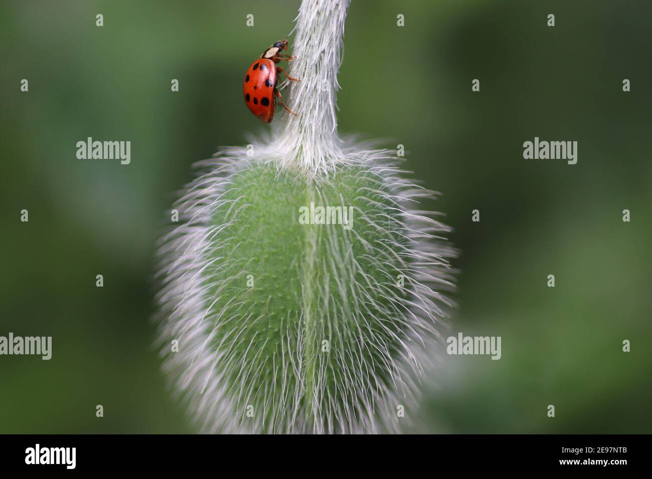 on a sunny day, a red ladybug walks on fluffy green leaves Stock Photo ...