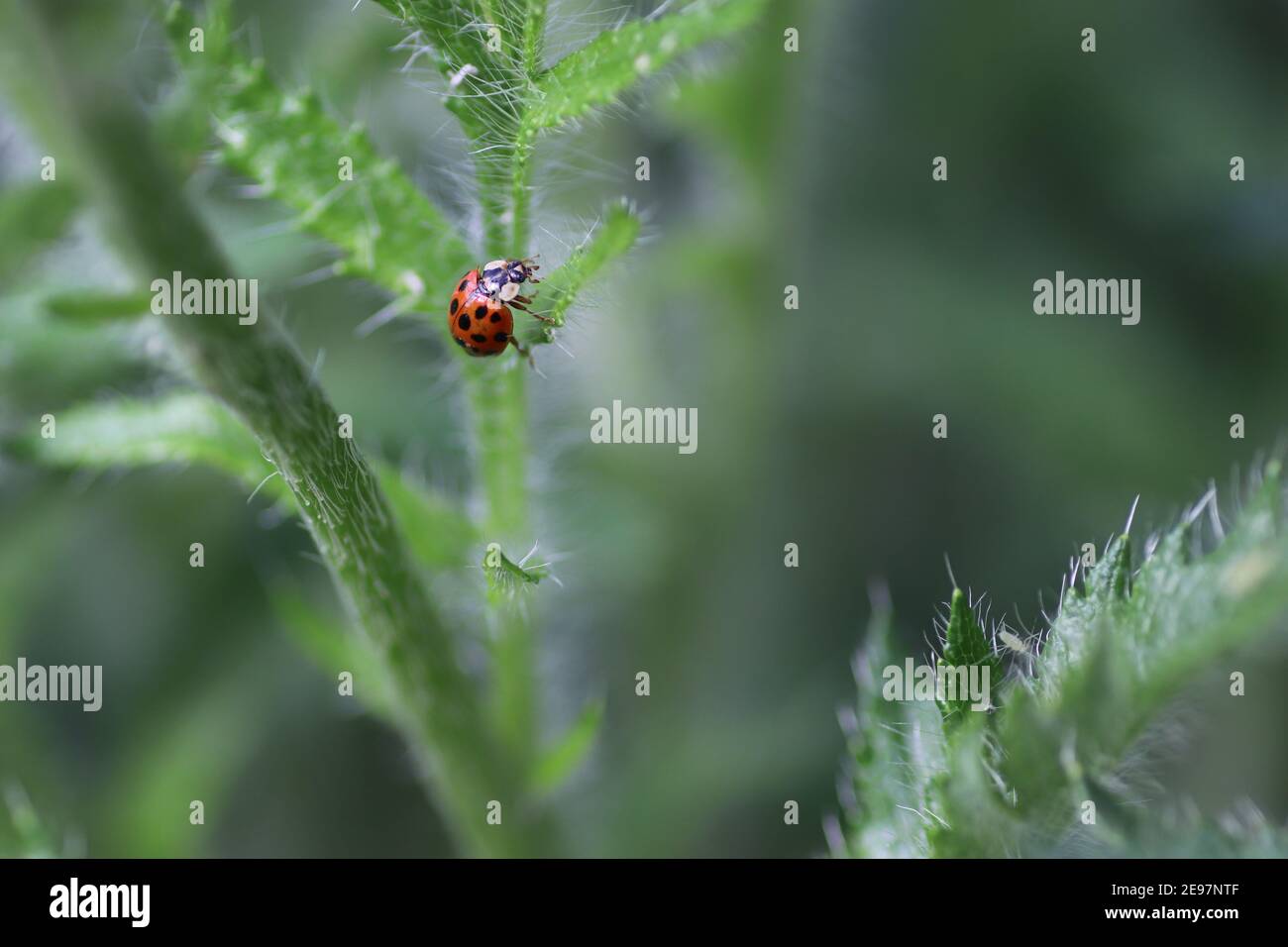 on a sunny day, a red ladybug walks on fluffy green leaves Stock Photo ...