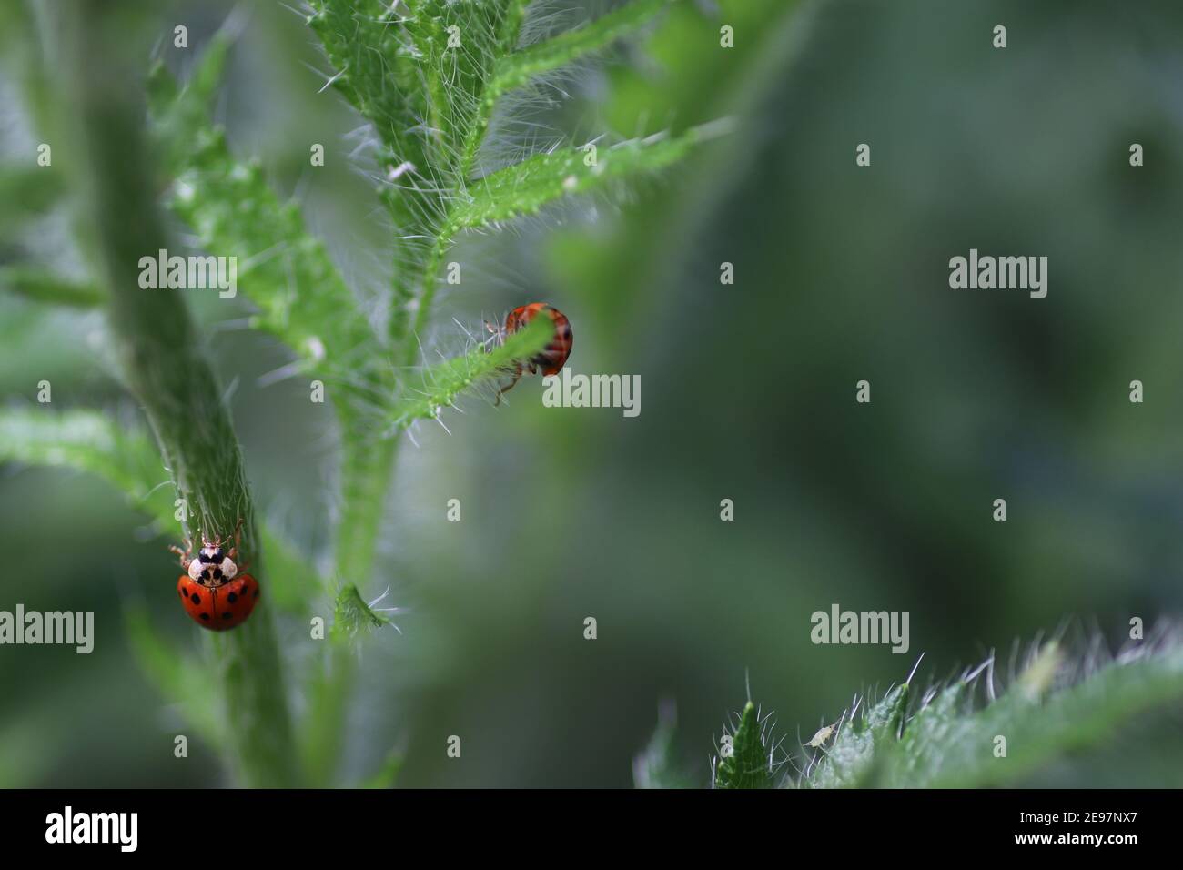 on a sunny day, a red ladybug walks on fluffy green leaves Stock Photo ...