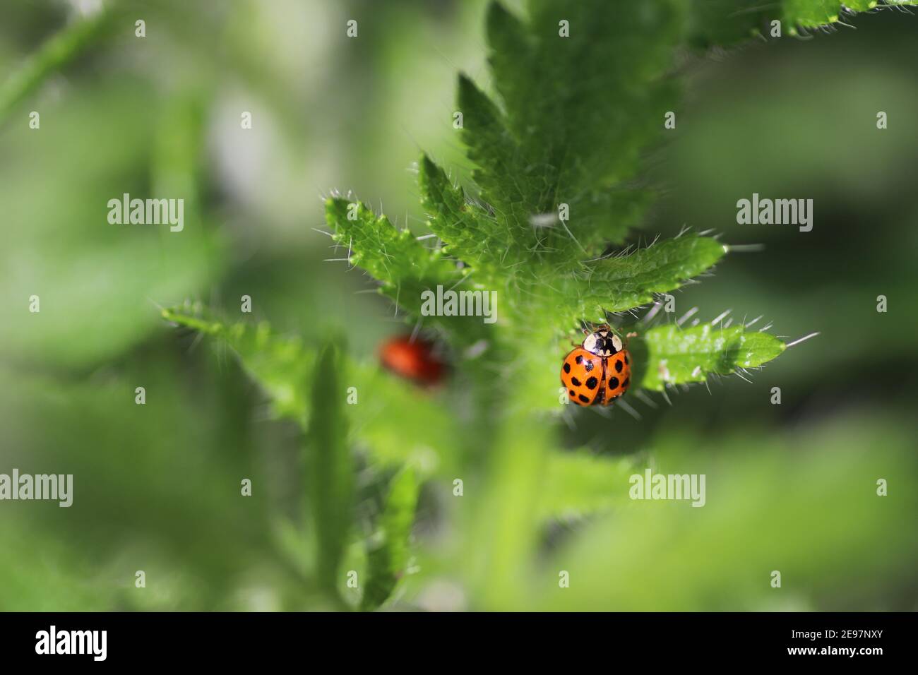 on a sunny day, a red ladybug walks on fluffy green leaves Stock Photo ...