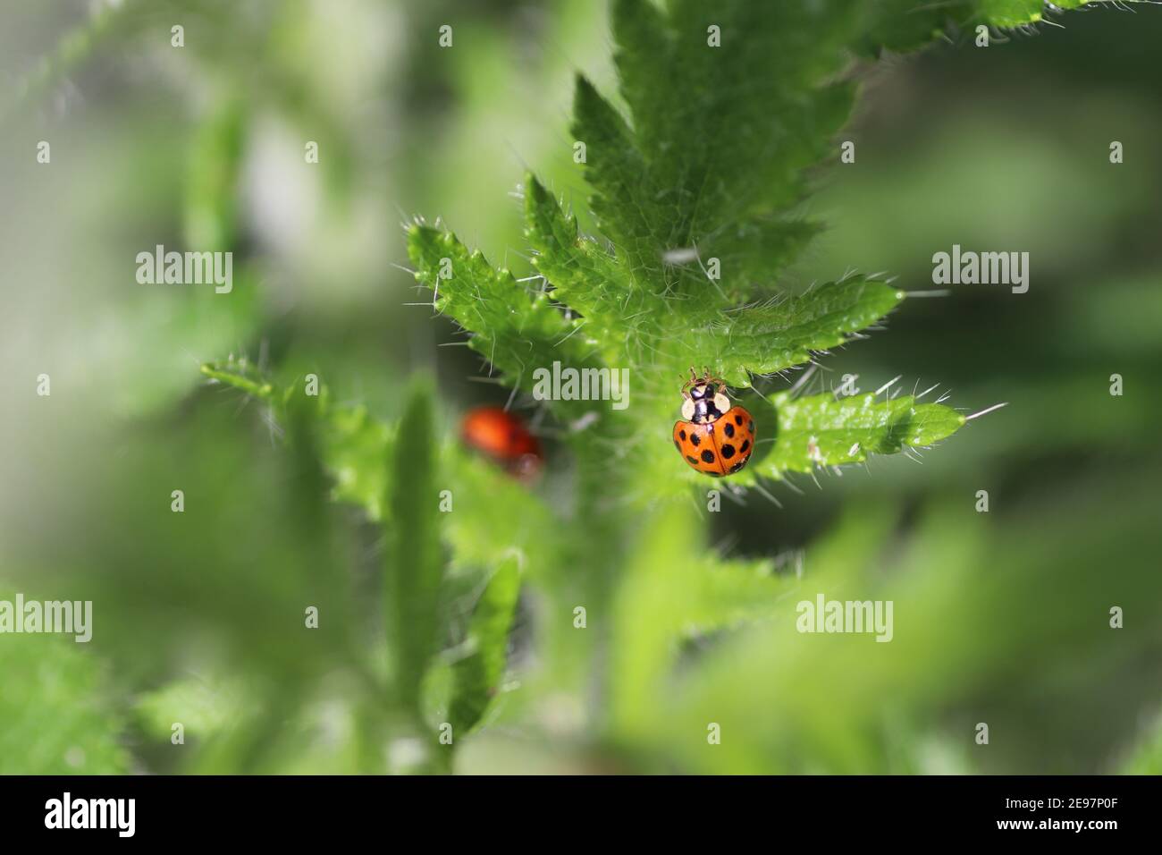 on a sunny day, a red ladybug walks on fluffy green leaves Stock Photo ...