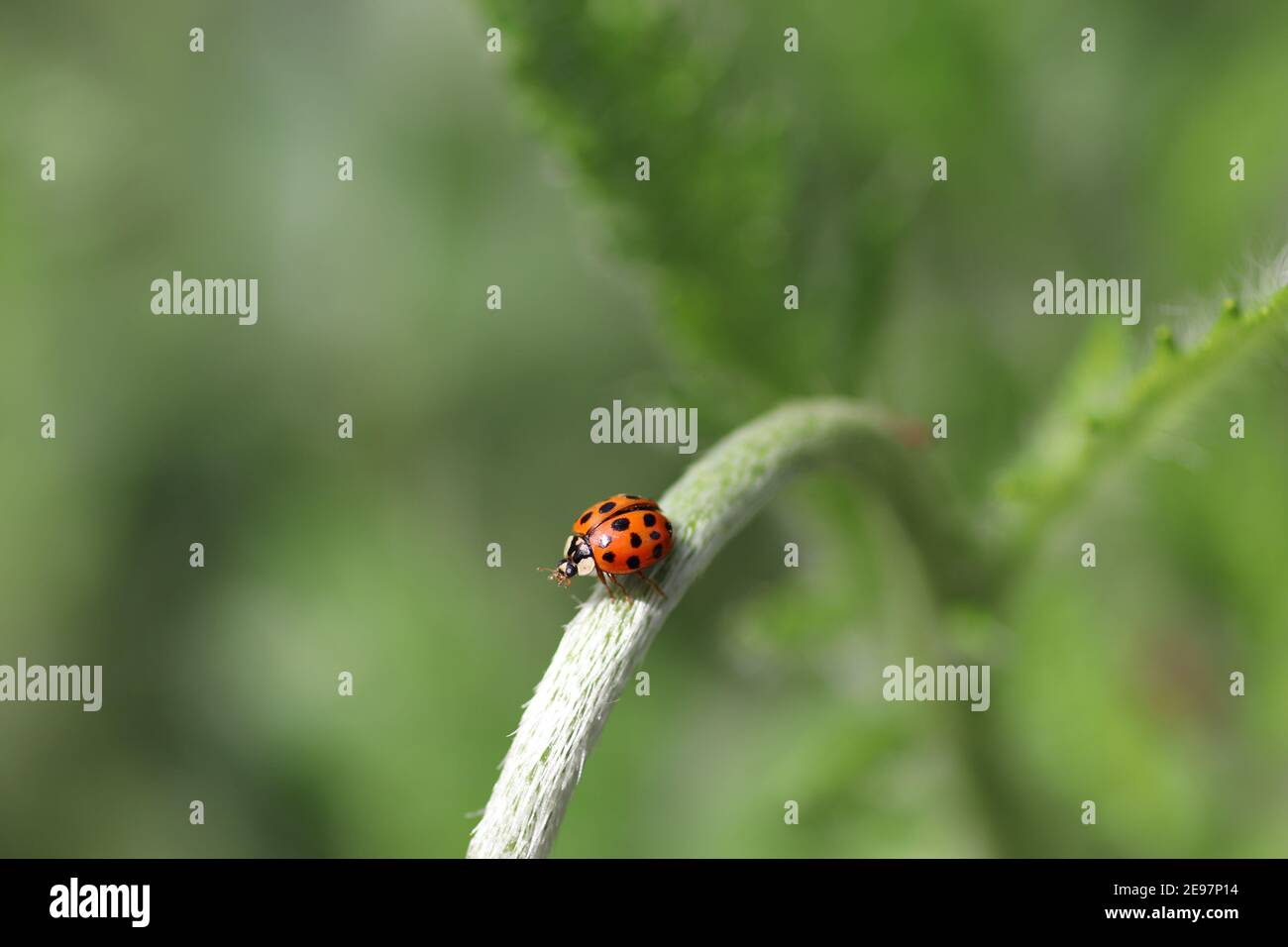 on a sunny day, a red ladybug walks on fluffy green leaves Stock Photo ...