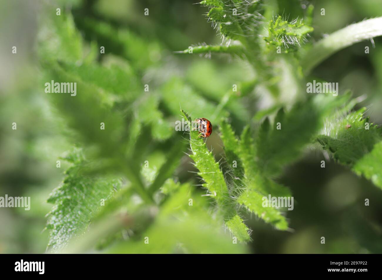 on a sunny day, a red ladybug walks on fluffy green leaves Stock Photo ...