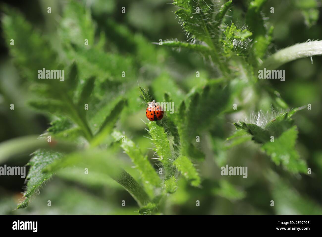 on a sunny day, a red ladybug walks on fluffy green leaves Stock Photo ...