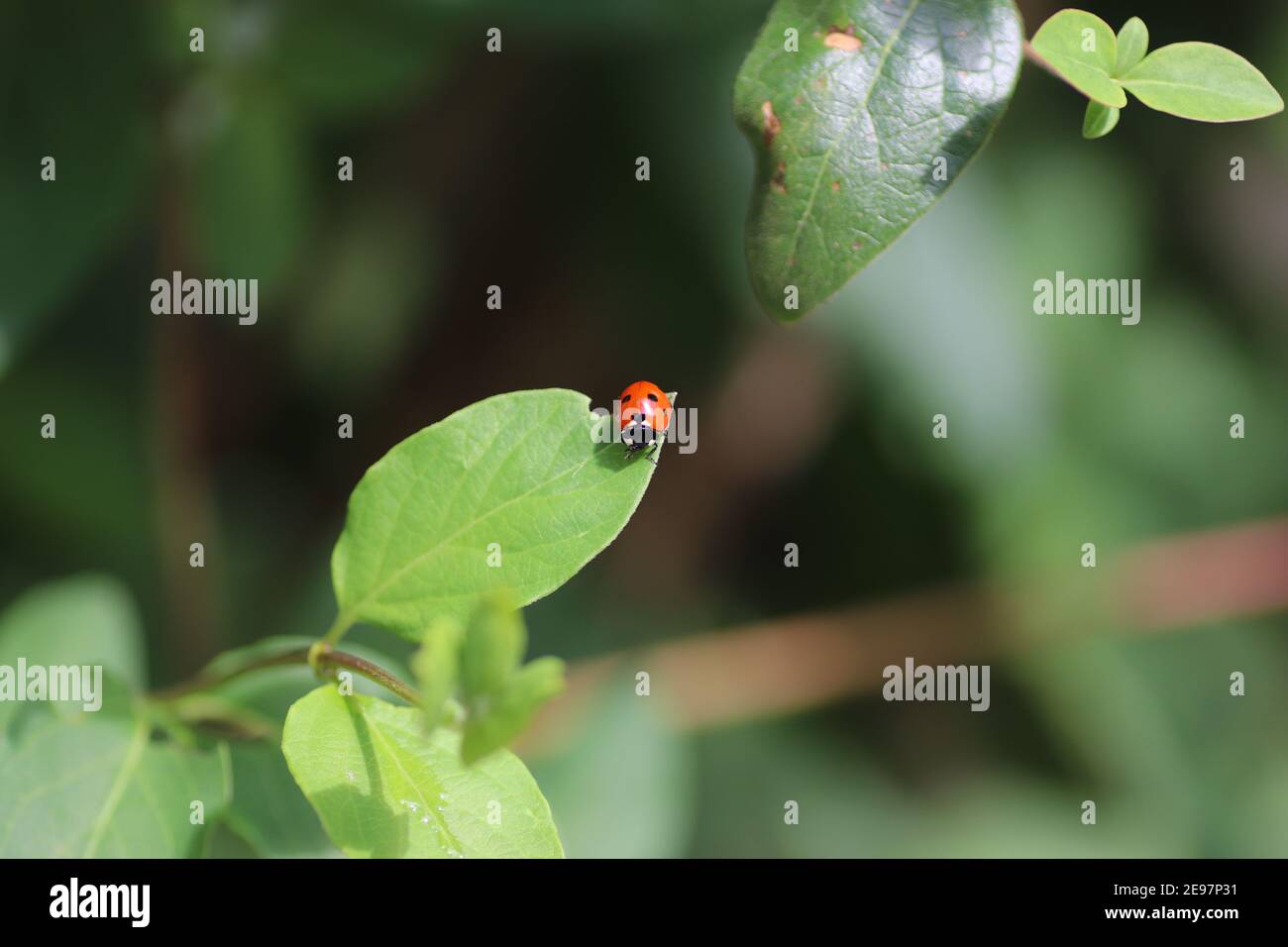 on a sunny day, a red ladybug walks on fluffy green leaves Stock Photo ...