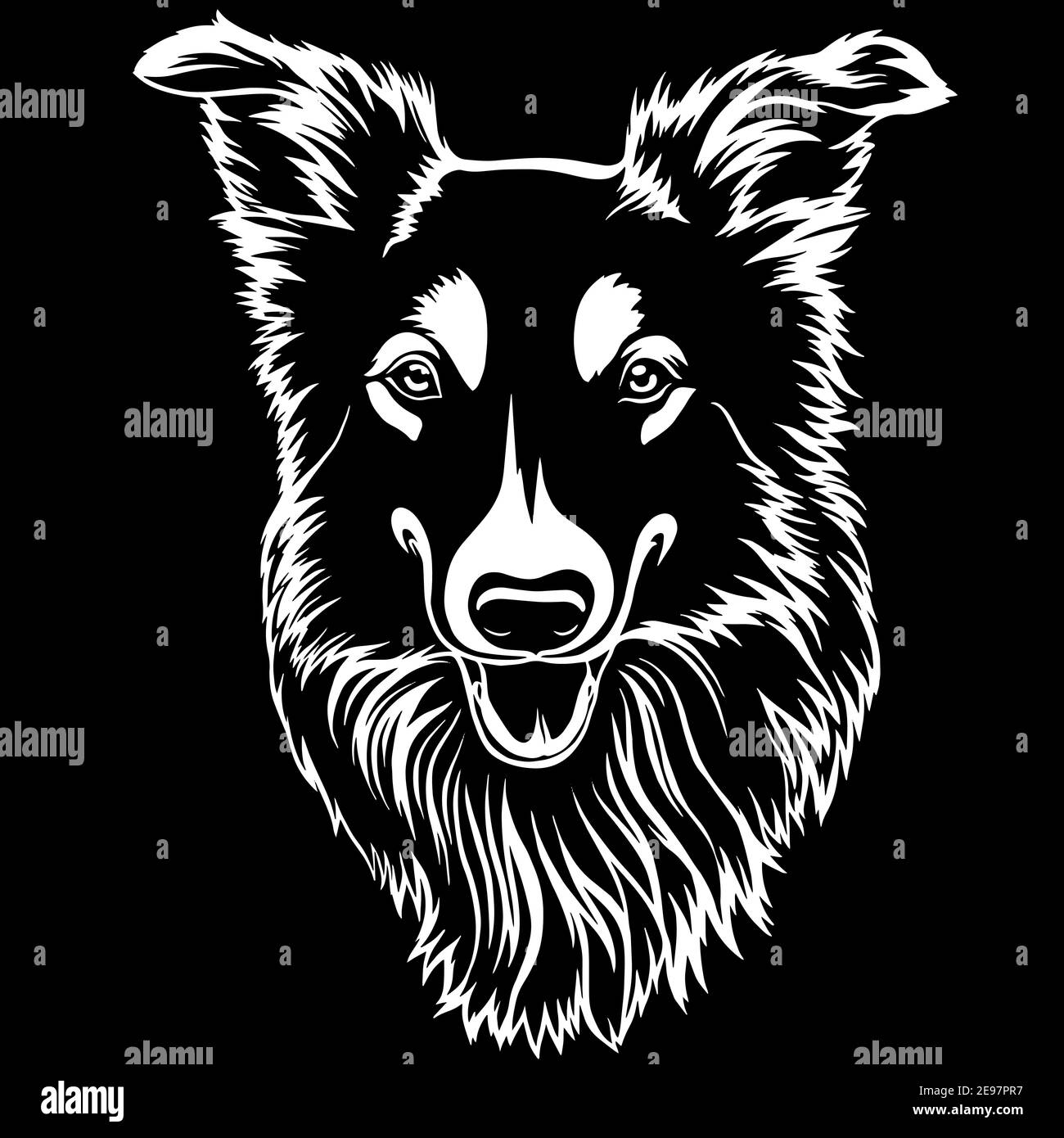 Australian Shepherd Sheltie dog breed face head isolated pet animal ...