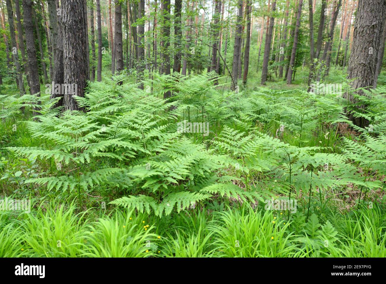 Ferns growing in hi-res stock photography and images - Alamy