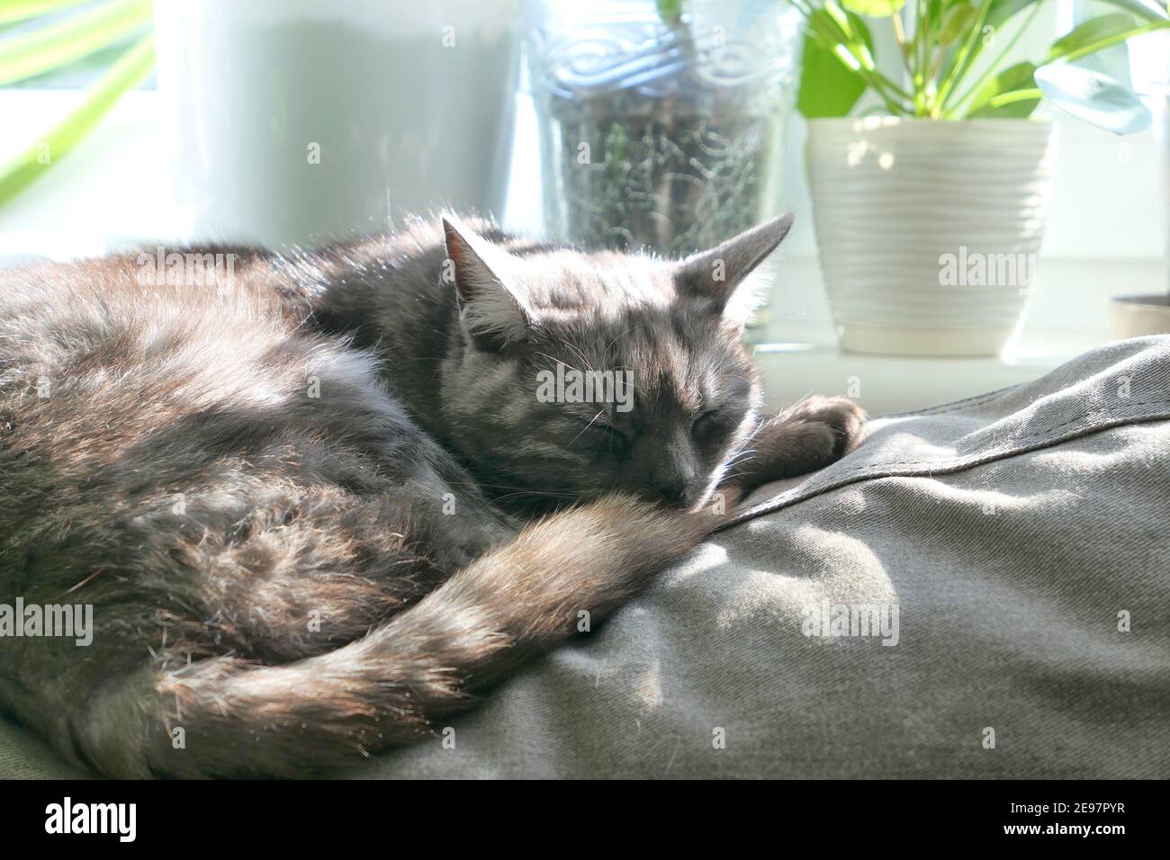 Cute grey cat sleeping on the couch in window sunlight Stock Photo - Alamy
