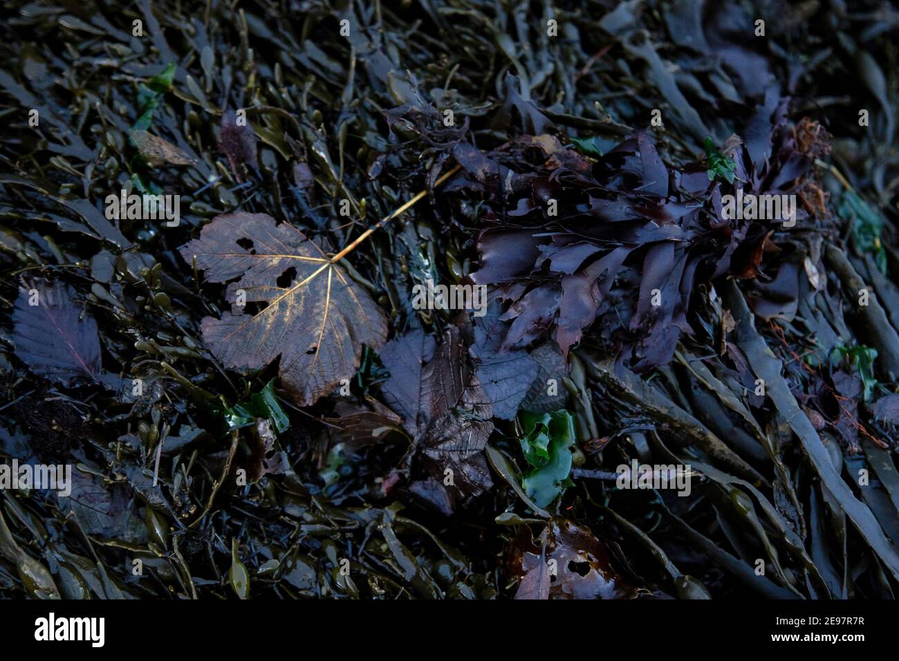 Autumn Leaves on Seaweed Stock Photo - Alamy