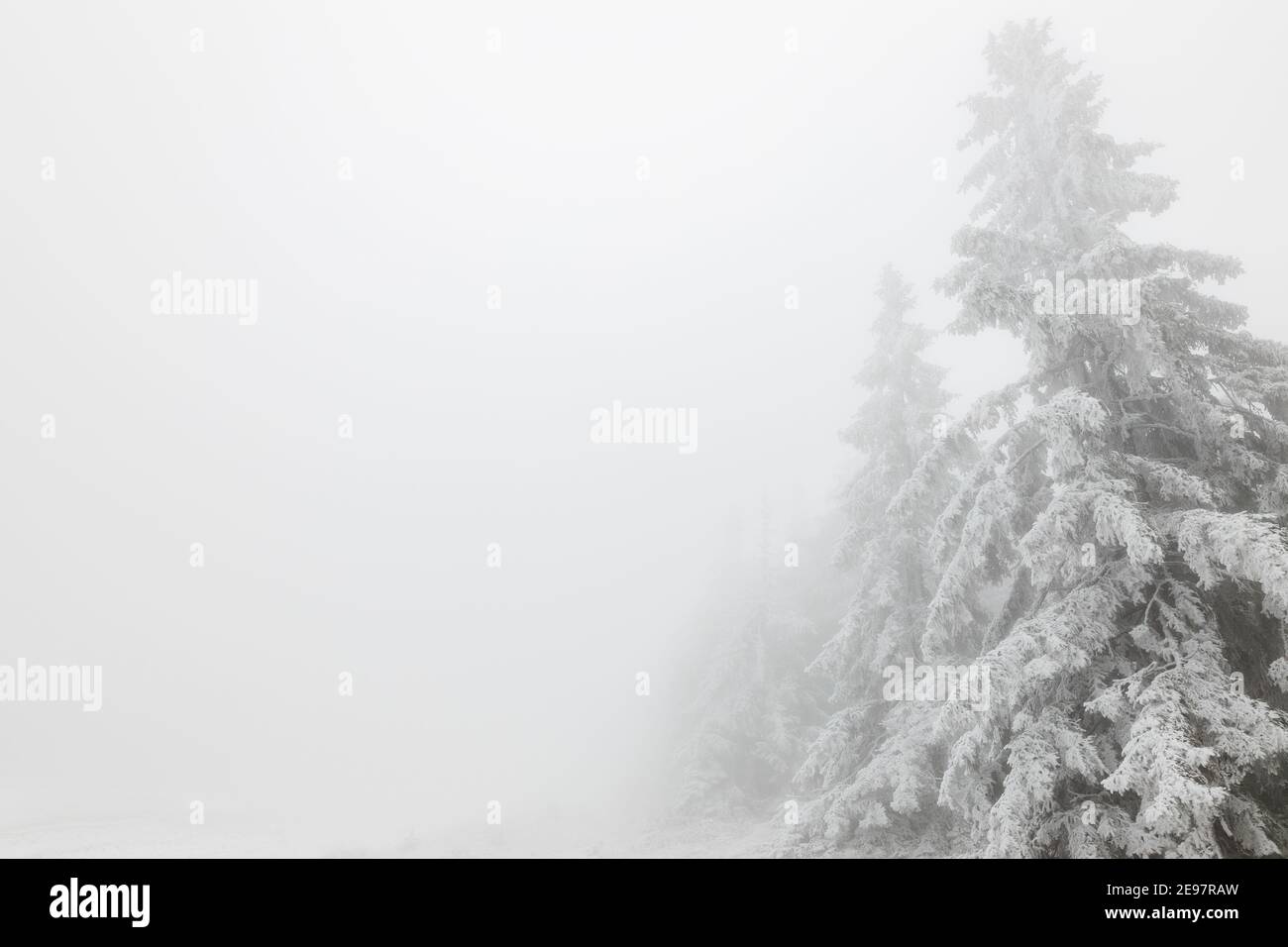 Tall trees in the snow hi-res stock photography and images - Alamy