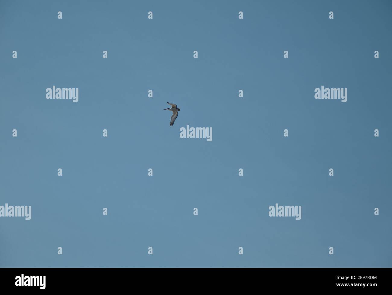 Huge stork flying on the bright sky Stock Photo - Alamy