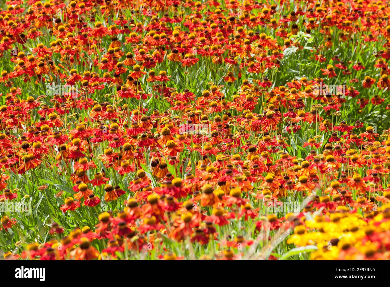 Fiery orange yellow flowers hi-res stock photography and images - Alamy