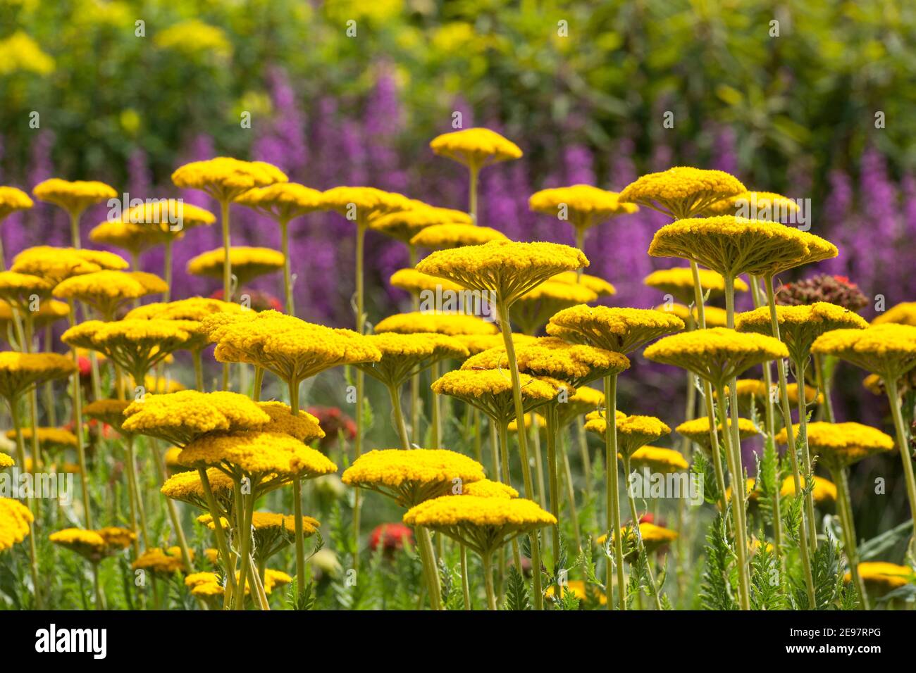 summer flowers , Achillea Filipendulin gold plate Stock Photo - Alamy