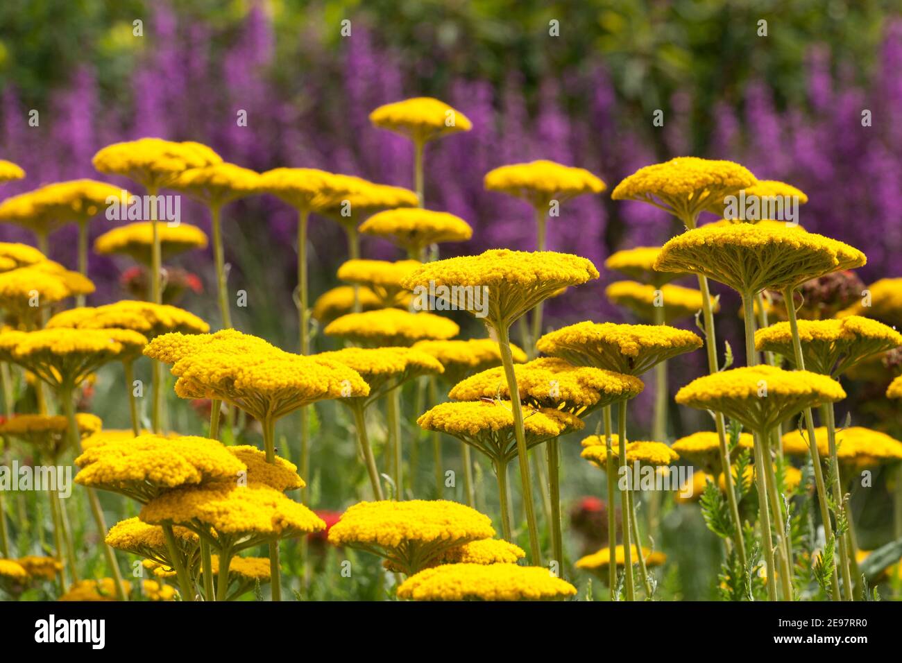 summer flowers , Achillea Filipendulin gold plate Stock Photo - Alamy