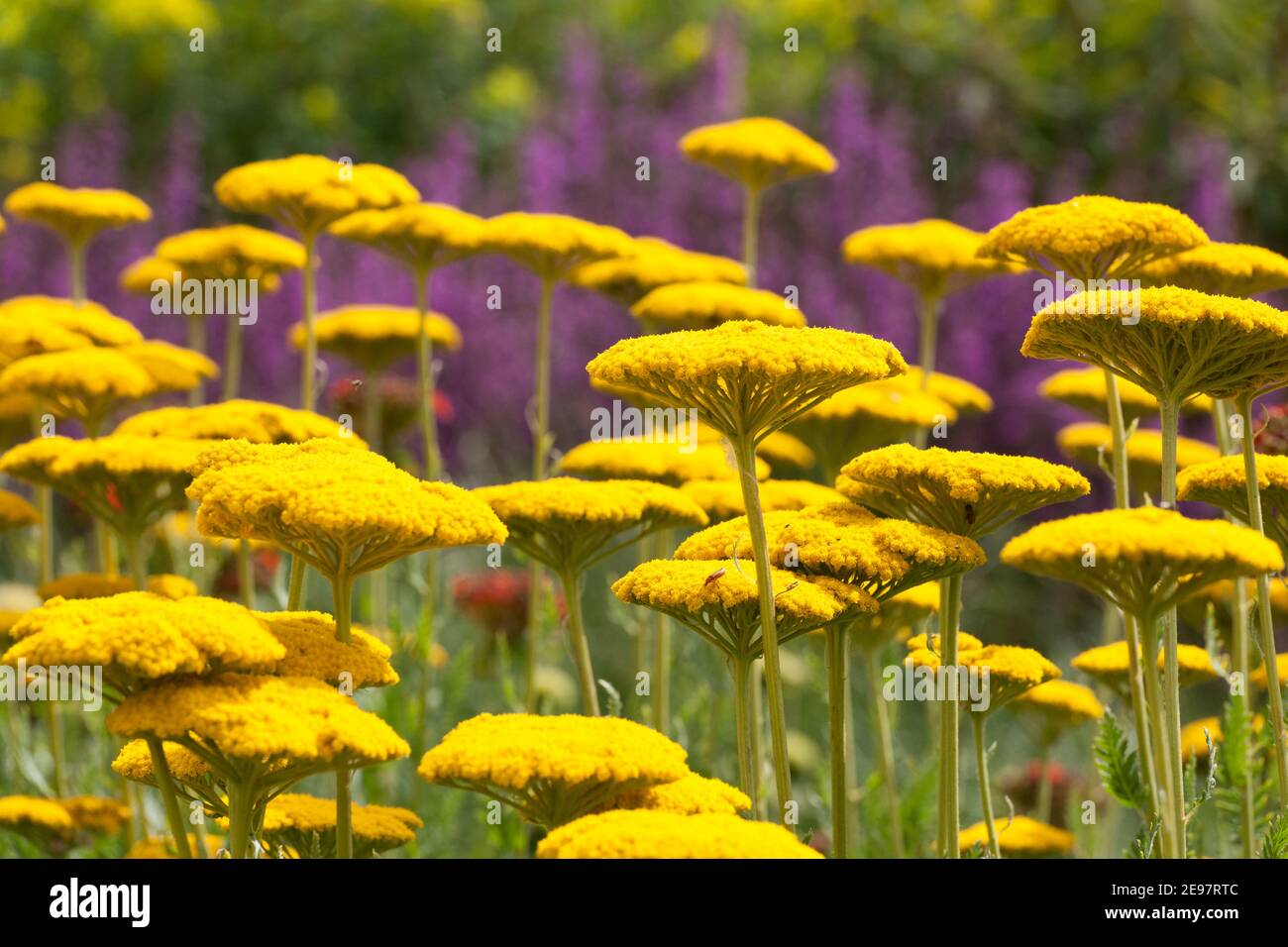 summer flowers , Achillea Filipendulin gold plate Stock Photo - Alamy