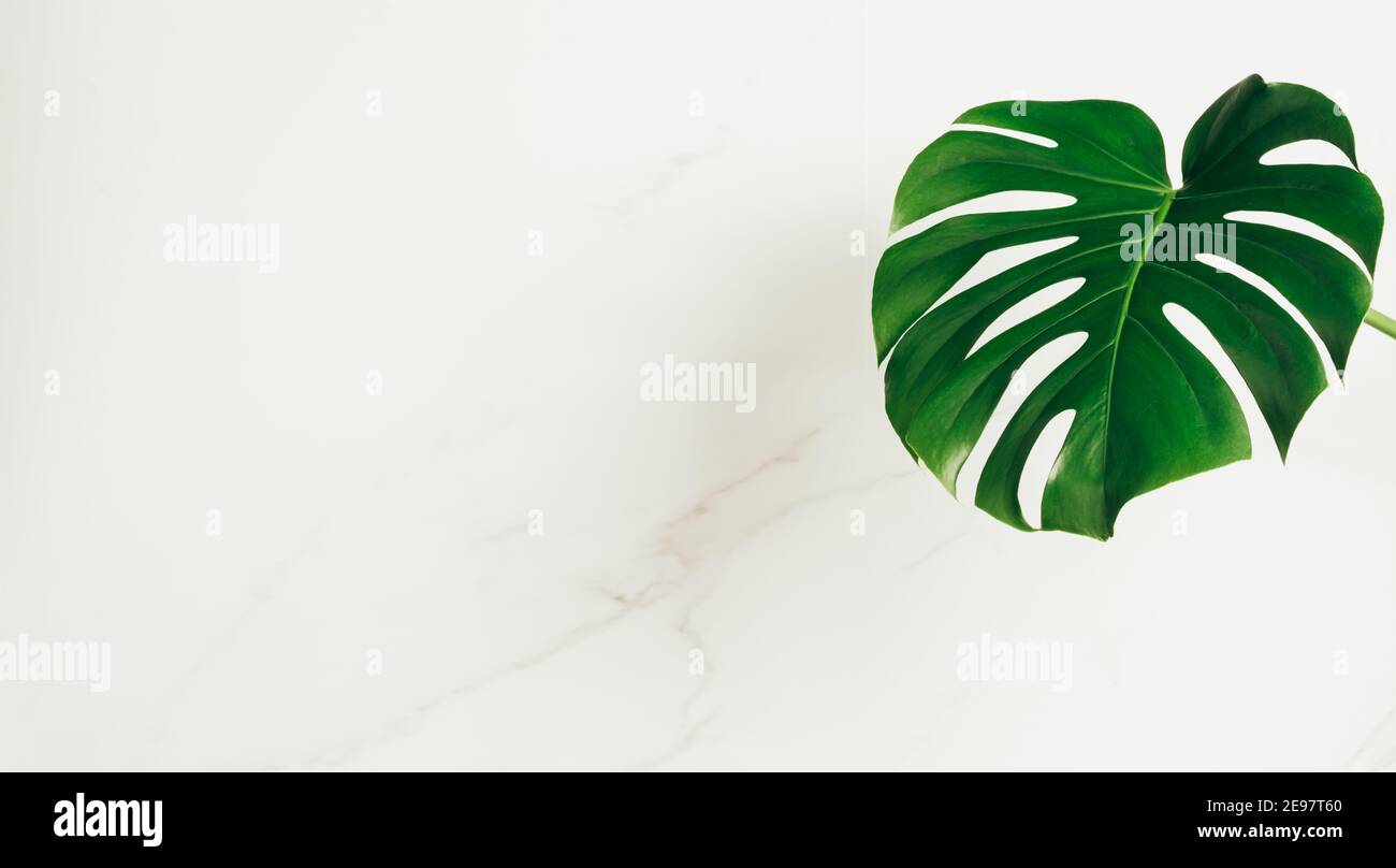 Floral natural background. Monstera tropical green plant leaf on white ...