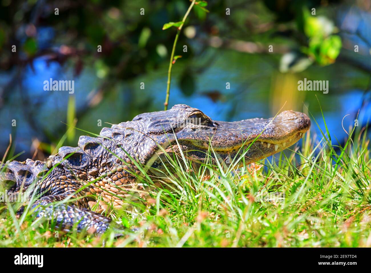 American Alligator Swimming in Everglades with colorful reflection in ...