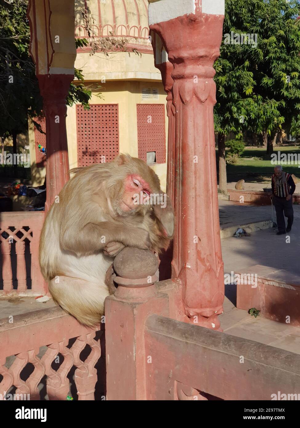 child Monkey in garden Stock Photo - Alamy