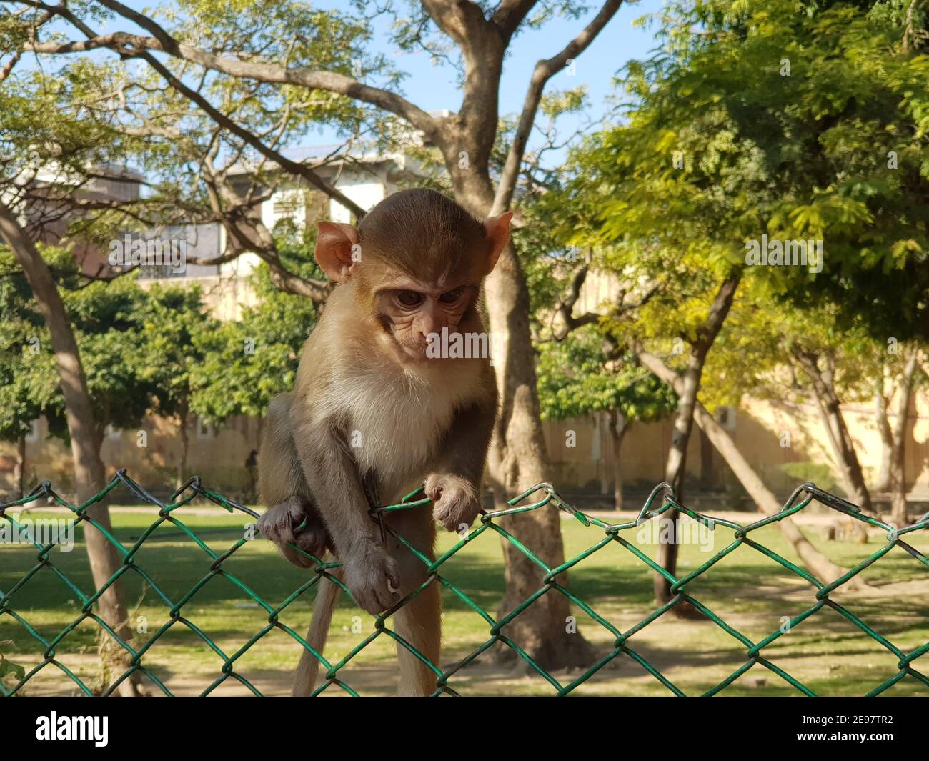 Mother Baby Monkey Fruit High Resolution Stock Photography and Images ...