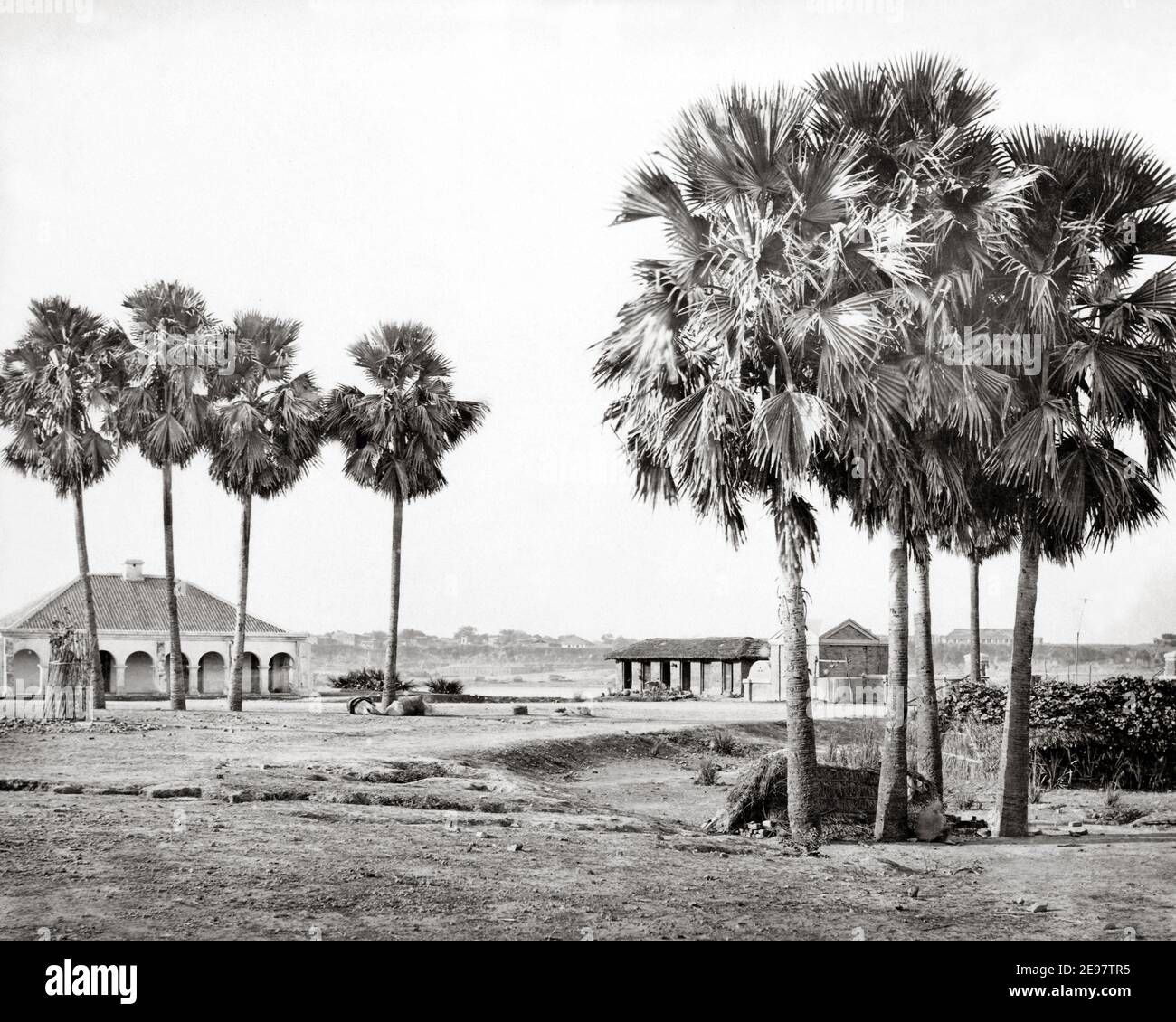 Late 19th century photograph - Palm Trees, view at Benares, Varanasi ...