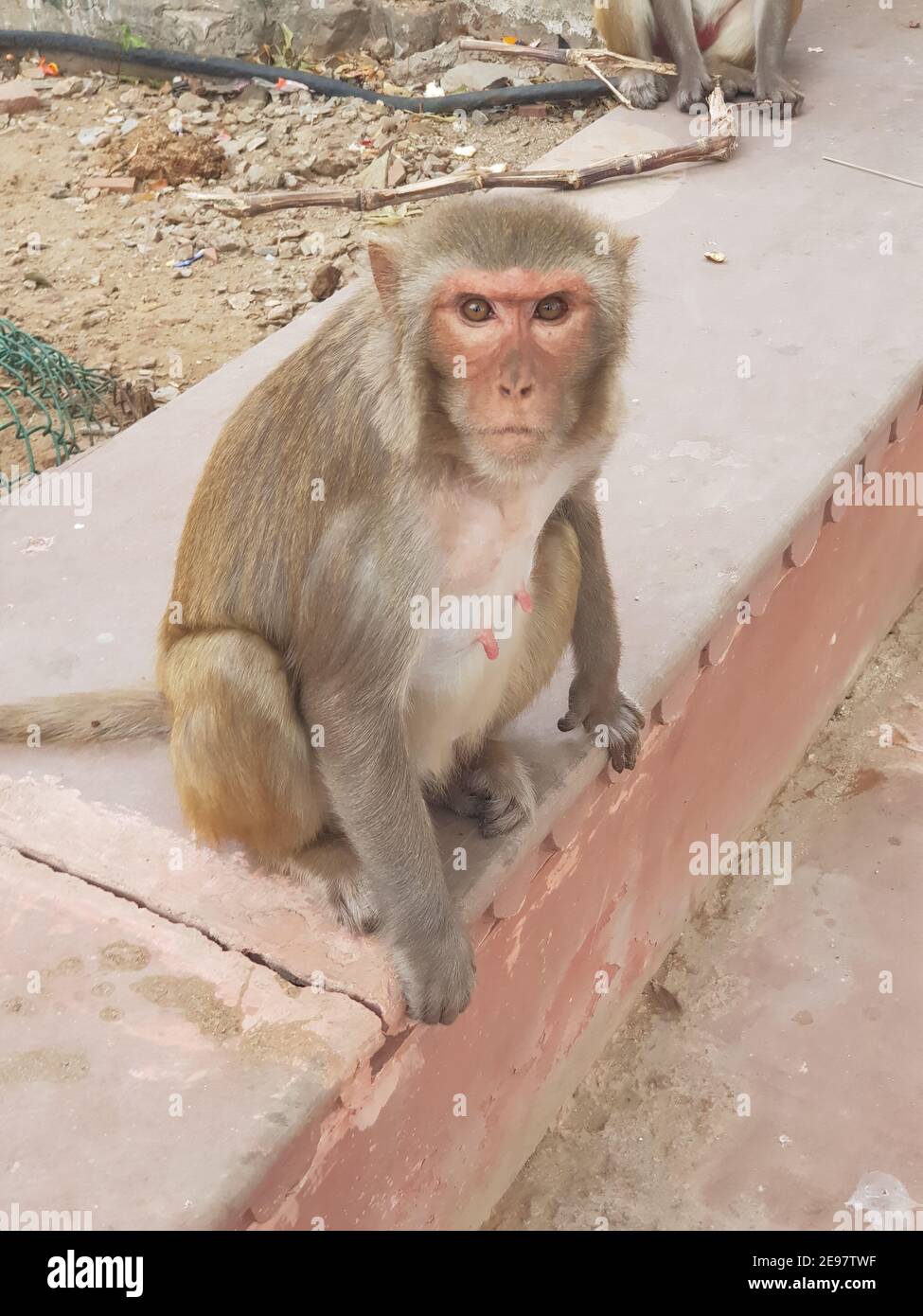 Monkeys forest hi-res stock photography and images - Alamy