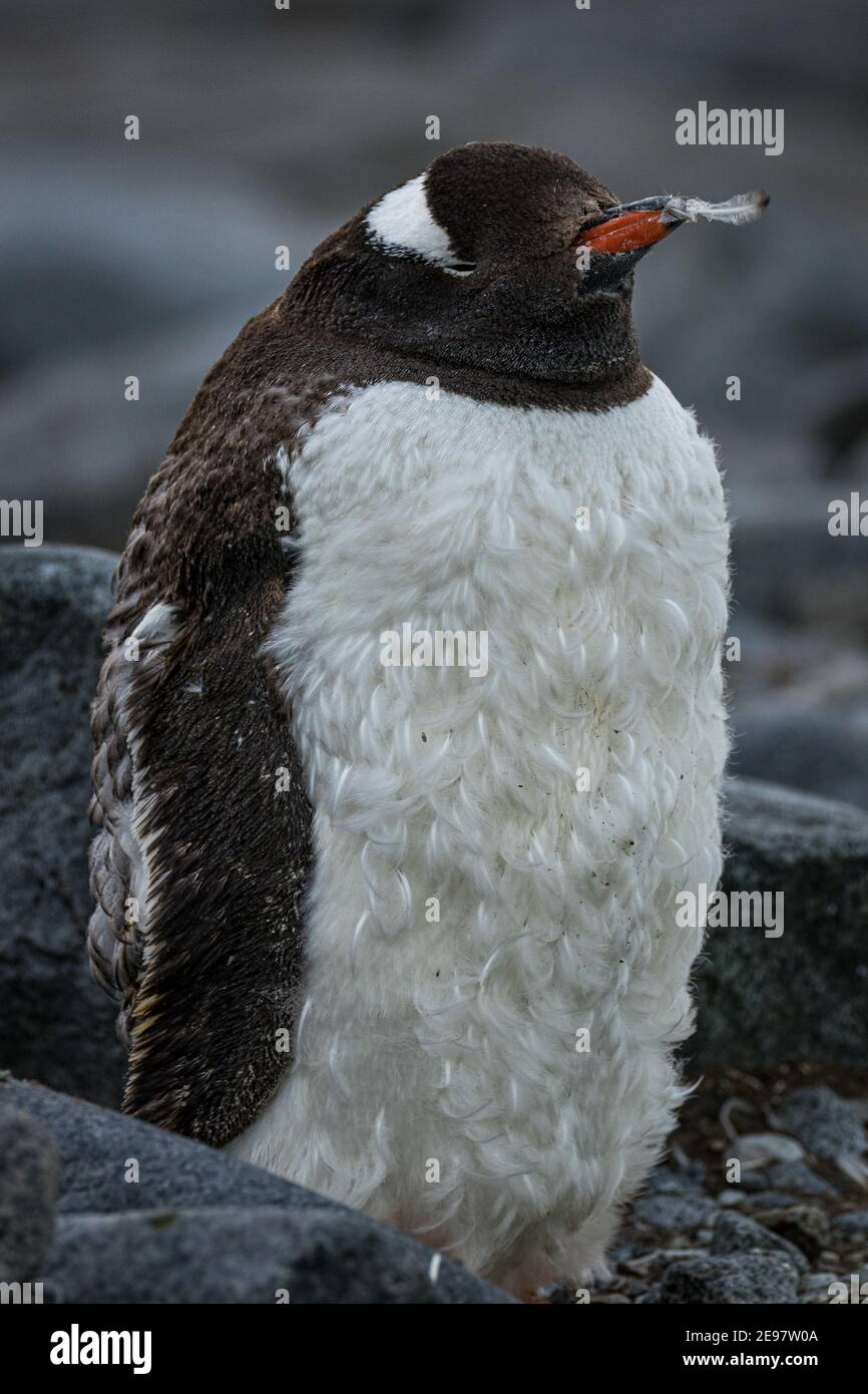 Gentoo penguin (Pygoscelis papua), Antarctica Stock Photo - Alamy