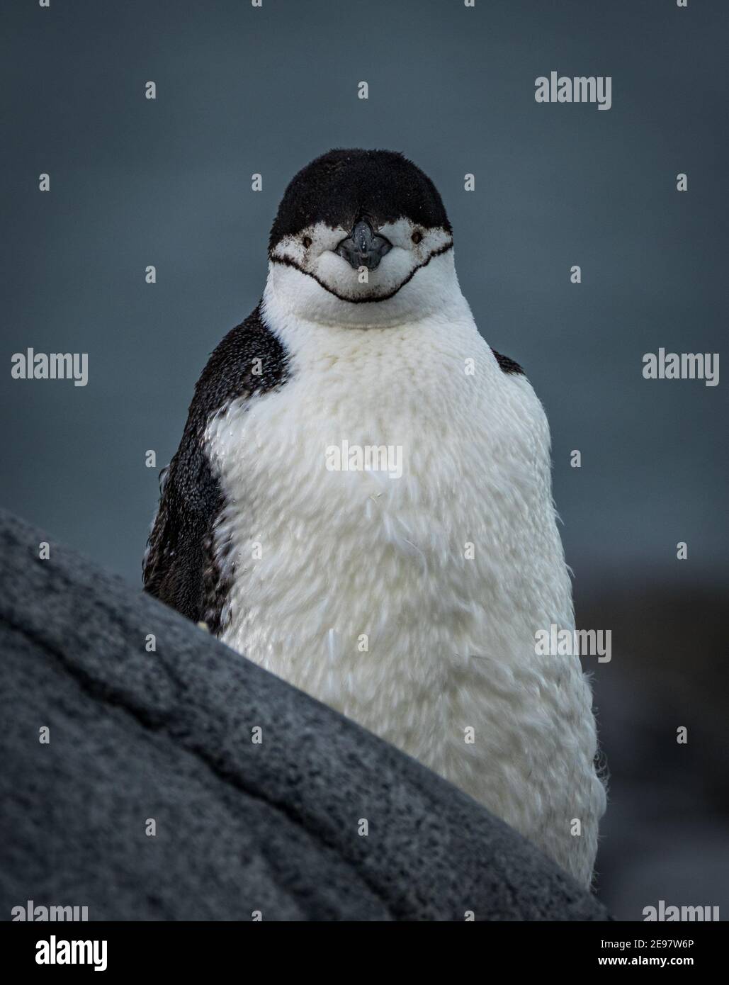 Chinstrap penguin (Pygoscelis antarcticus), Antarctica Stock Photo - Alamy
