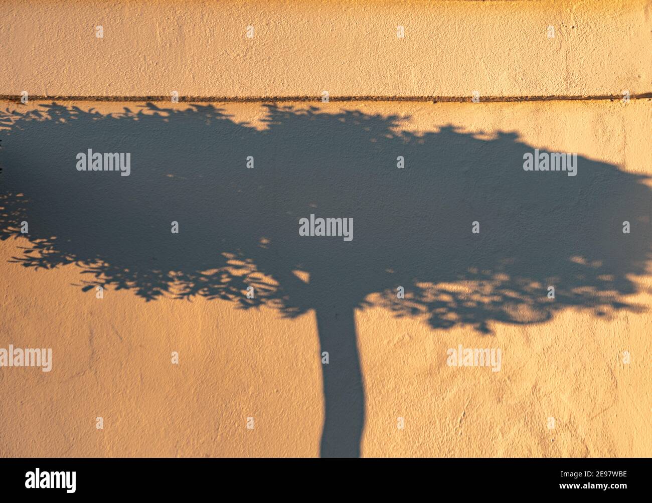 Tree shrub plant bush peaceful hi-res stock photography and images - Alamy