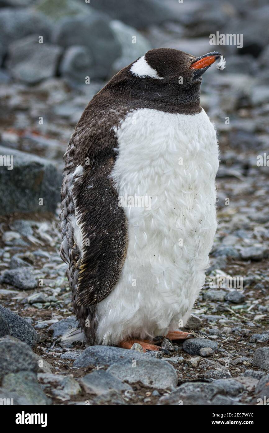 Gentoos penguin penguins hi-res stock photography and images - Alamy