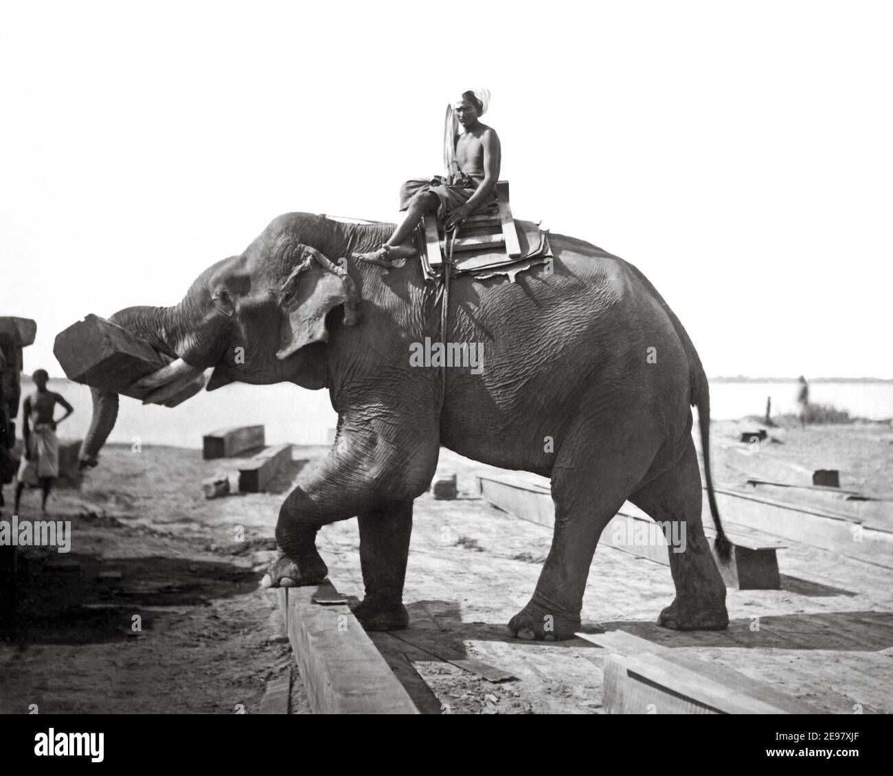 Late 19th century photograph - Working Elephant, India Stock Photo - Alamy