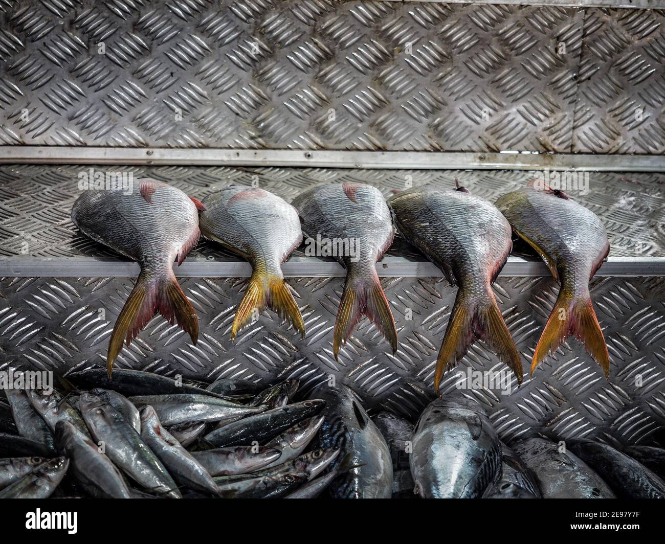 Five fresh fish in line on the table in market Stock Photo - Alamy
