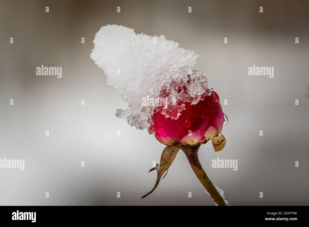 Red rose with snow Stock Photo - Alamy