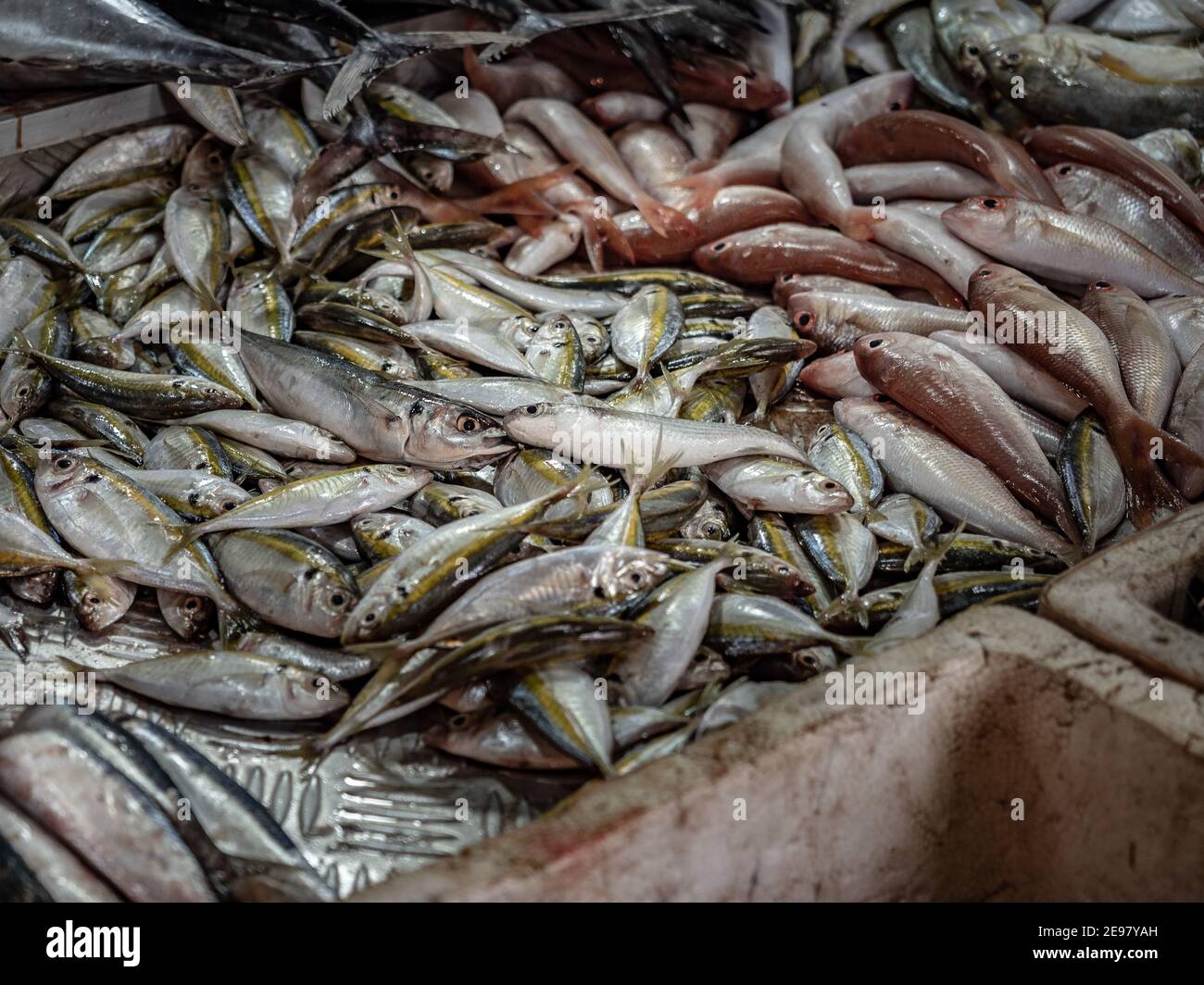 Pile of fresh fish ready in foam cooling box ready for selling. Close ...